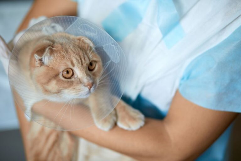 How to Help a Dog With an ACL Tear Heal Without Surgery